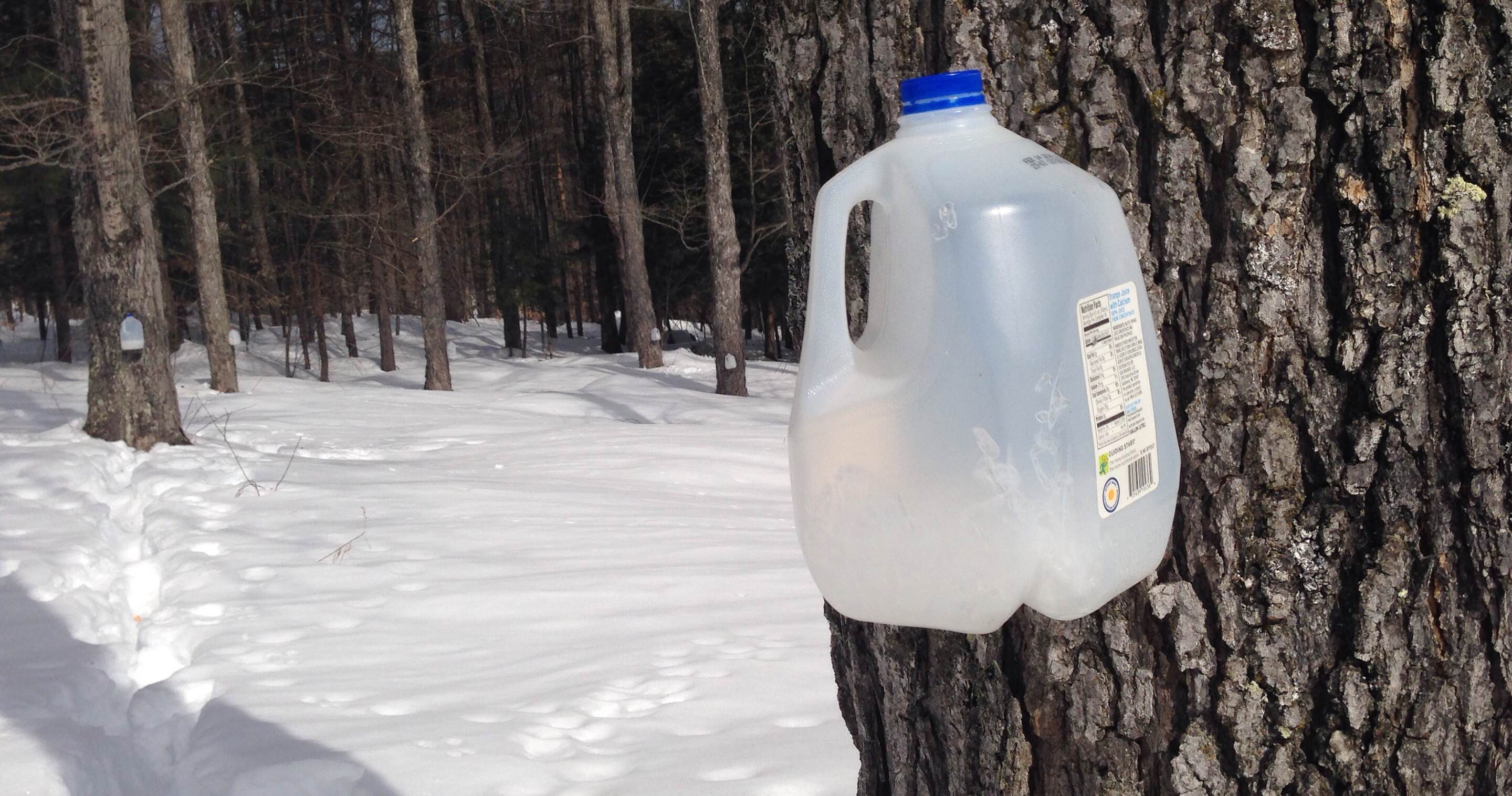 Ode to the Maple Syrup Milk Jug – To Make Maple Syrup